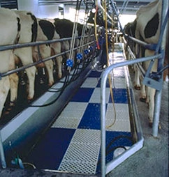 An essential item for diary sheds provides anti-fatigue